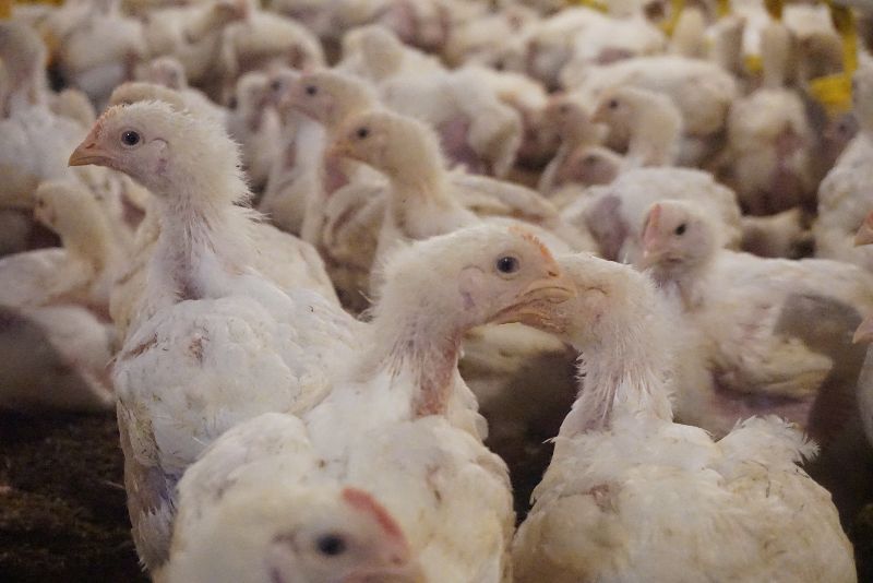 [EF39-56] 680 - Pembiayaan Pengadaan DOC, OVK dan Pakan pada Budidaya ...