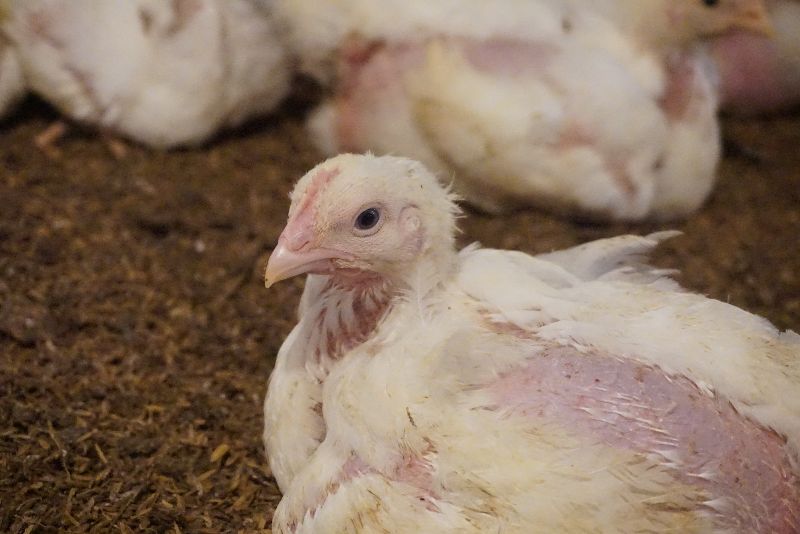 [EF39-51] 675 - Pembiayaan Pengadaan DOC, OVK dan Pakan pada Budidaya ...