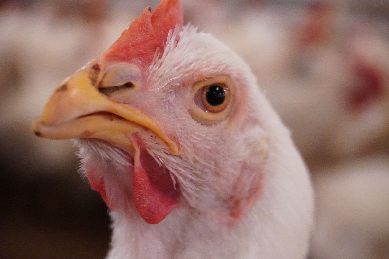 [EF39-55] 679 - Pembiayaan Pengadaan DOC, OVK dan Pakan pada Budidaya ...