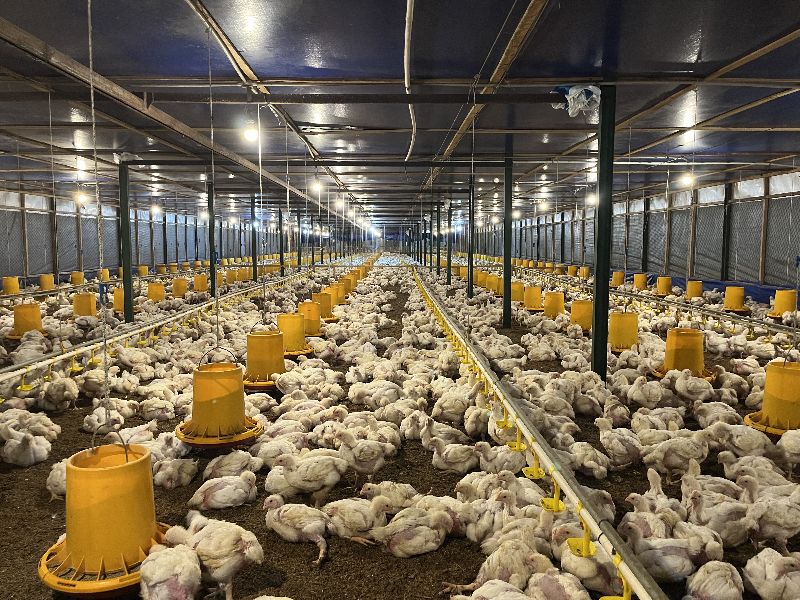 [EF39-53] 677 - Pembiayaan Pengadaan DOC, OVK dan Pakan pada Budidaya ...