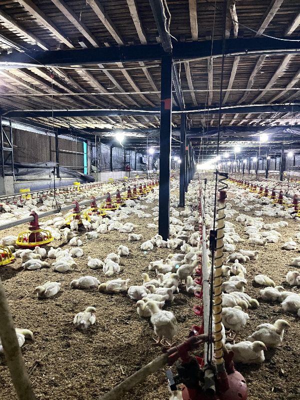 [EF39-65] 752 Pembiayaan Pengadaan DOC, OVK dan Pakan pada Budidaya ...