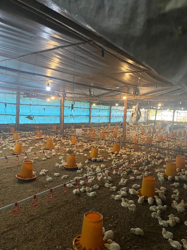 [EF39-64] 751 Pembiayaan Pengadaan DOC, OVK dan Pakan pada Budidaya ...